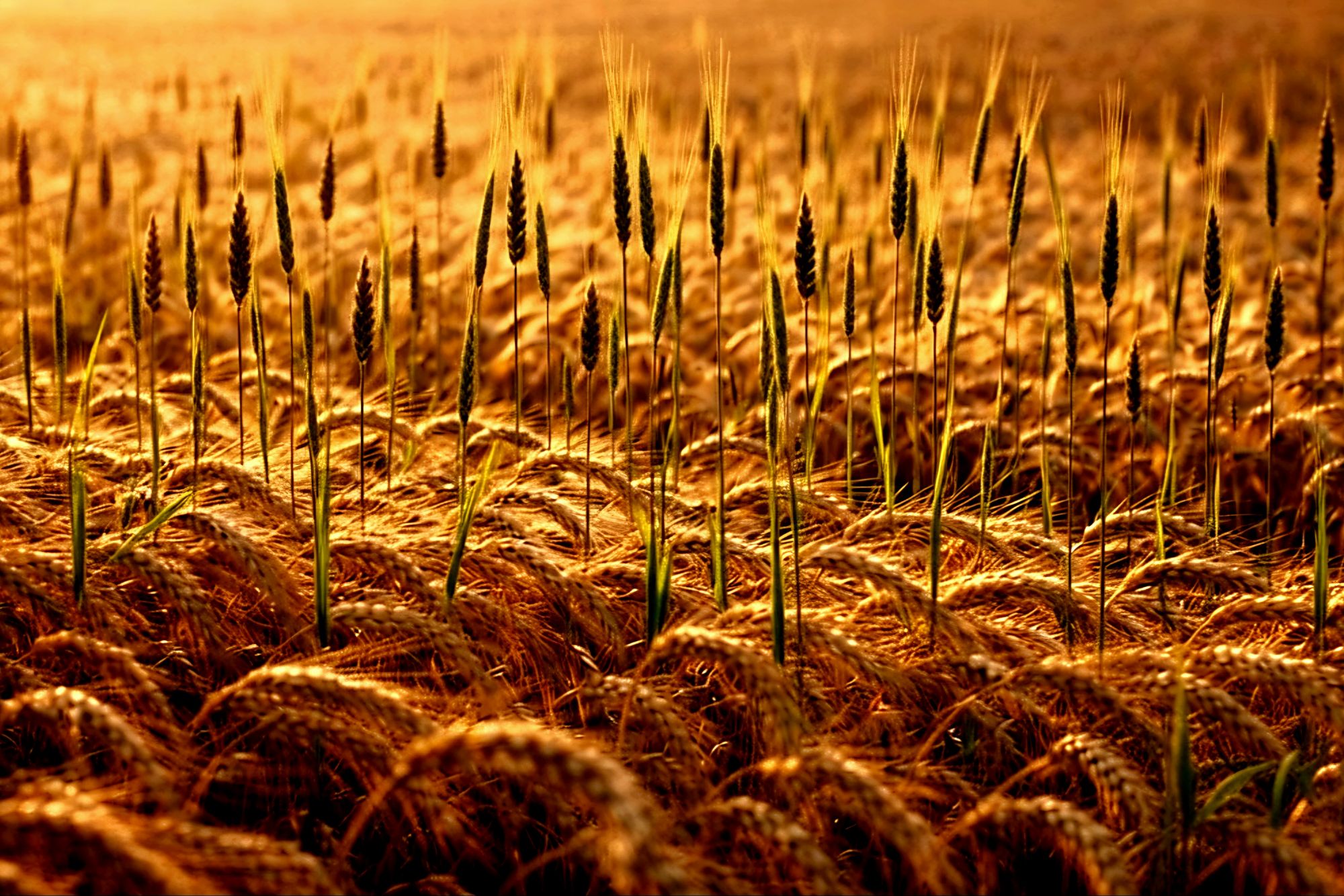 Separation of the wheat from the tares. « A Call To The Remnant